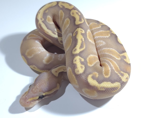 $ Banana GHI Ball Python by Day 55 Pythons