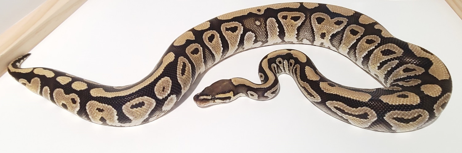 Phantom 100% Het Clown Ball Python by Day 55 Pythons - MorphMarket