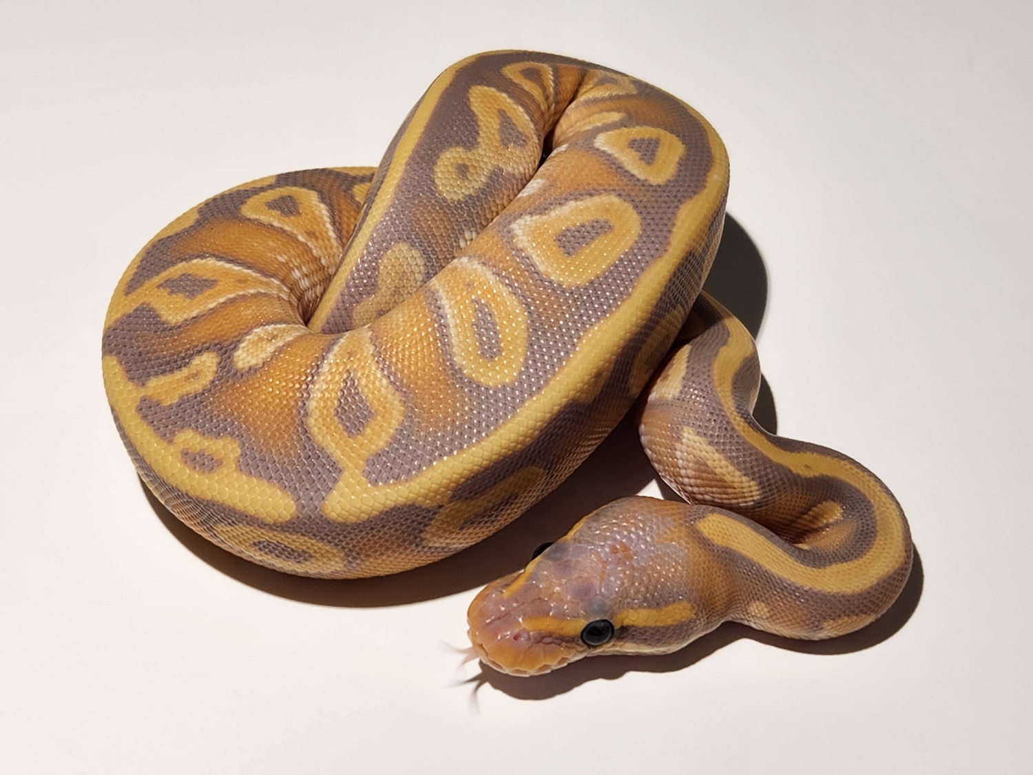 Banana Mystic Female Ball Python by Day 55 Pythons - MorphMarket