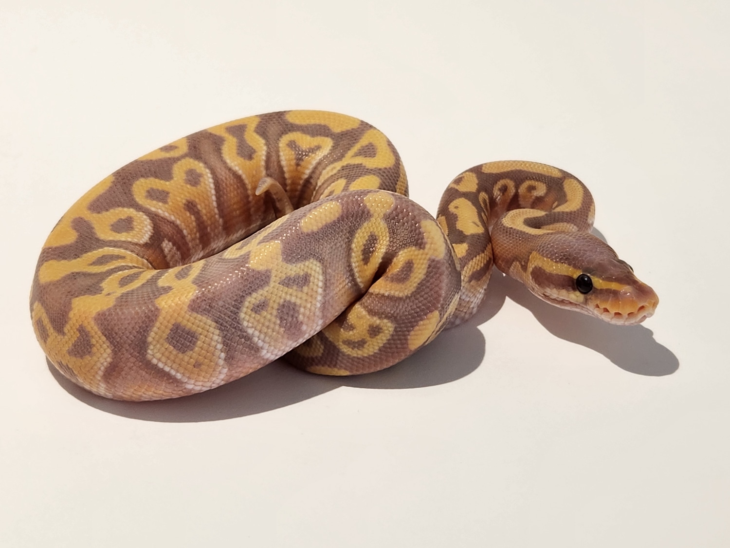 Banana Mystic/Mojave Ball Python by Day 55 Pythons - MorphMarket