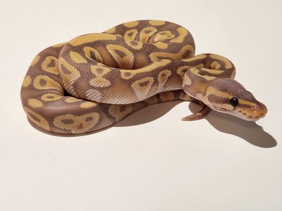 Banana Mojave/Mystic Female Ball Python by Day 55 Pythons