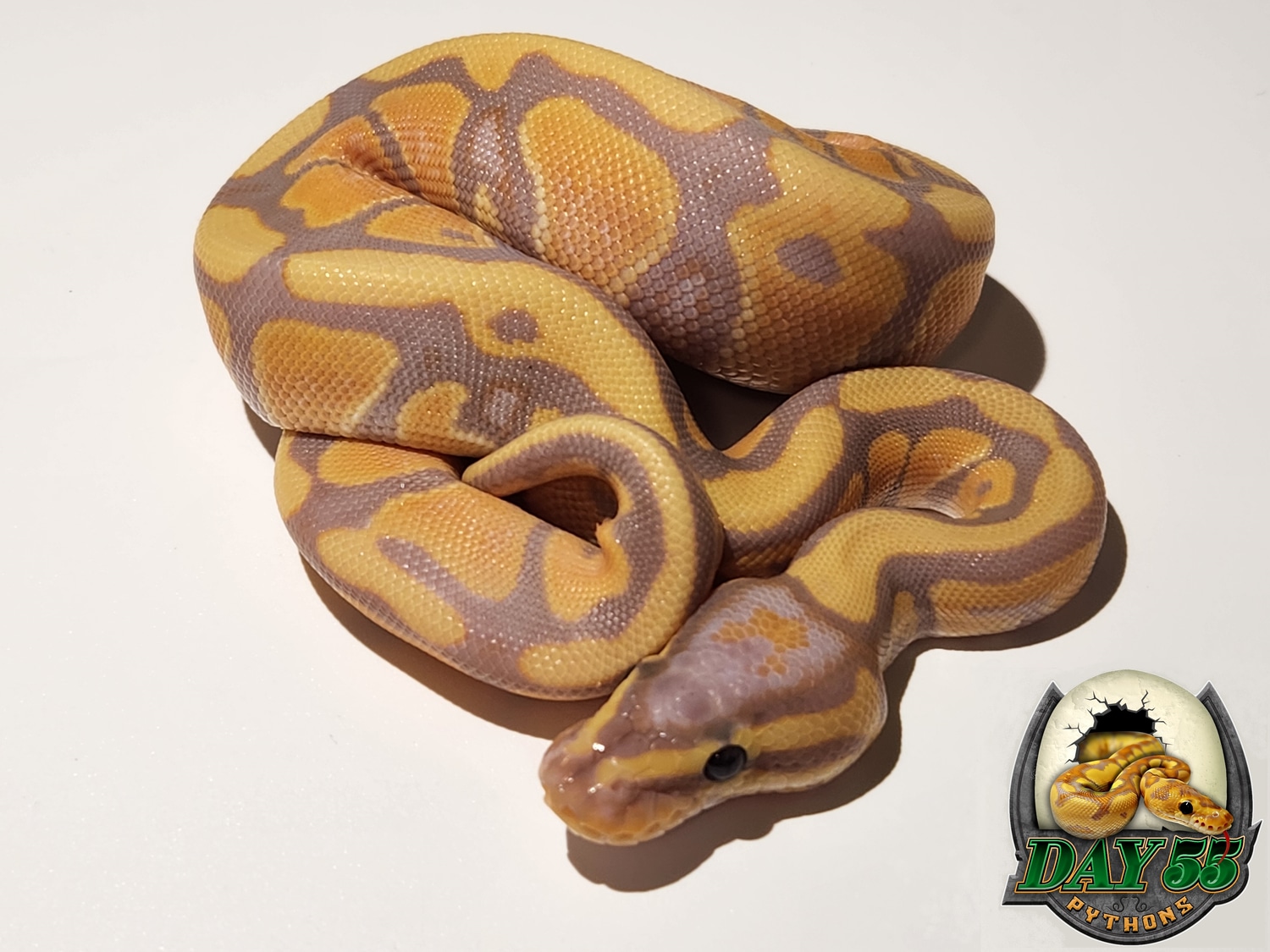 Banana 100% Het Clown, 50% Het Hypo Ball Python by Day 55 Pythons ...