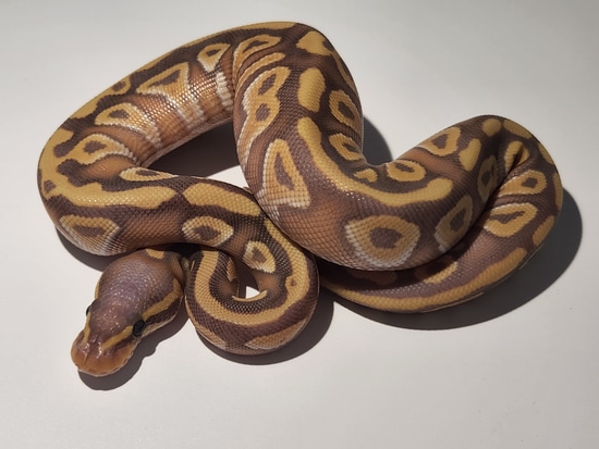Banana Mystic Female Ball Python by Day 55 Pythons