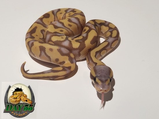 Banana Enchi Mystic Male Ball Python by Day 55 Pythons