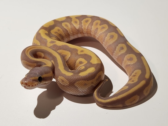 Banana Mystic Male Ball Python by Day 55 Pythons