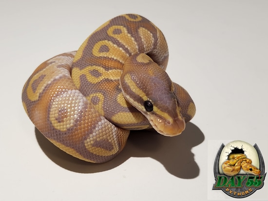 Banana Mystic Male Ball Python by Day 55 Pythons