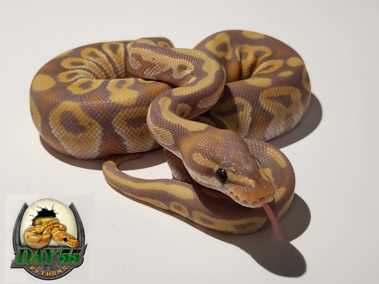 Banana Mystic Male Ball Python by Day 55 Pythons