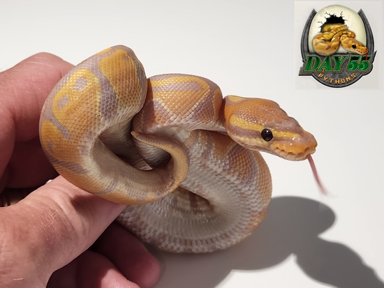 Banana Female Ball Python by Day 55 Pythons