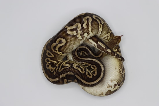 Pastel Mojave Leopard 739g !! Free Shipping !! Ball Python by Contrado ...