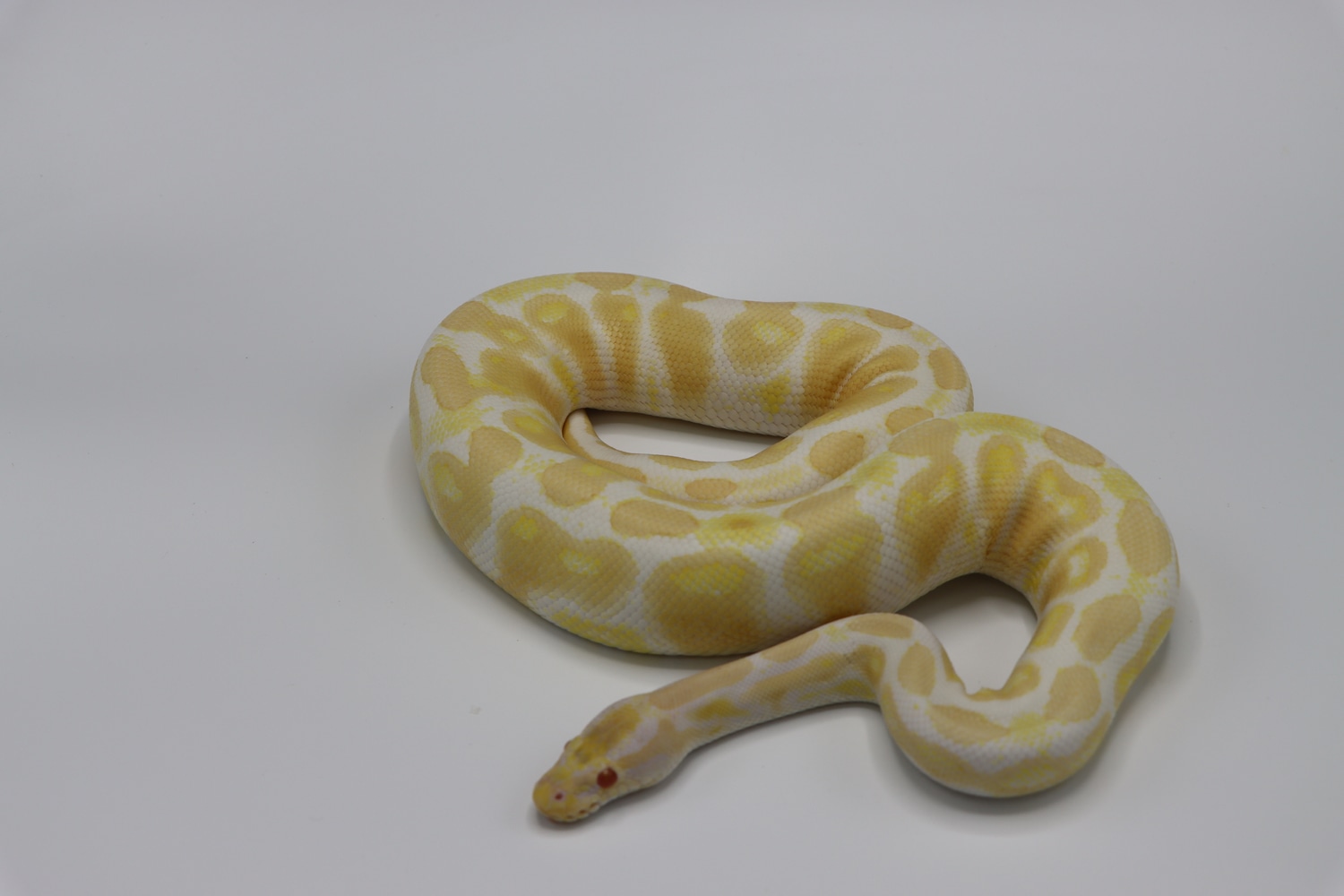 High Contrast Albino 705g Ball Python by Contrado’s Big Balls - MorphMarket