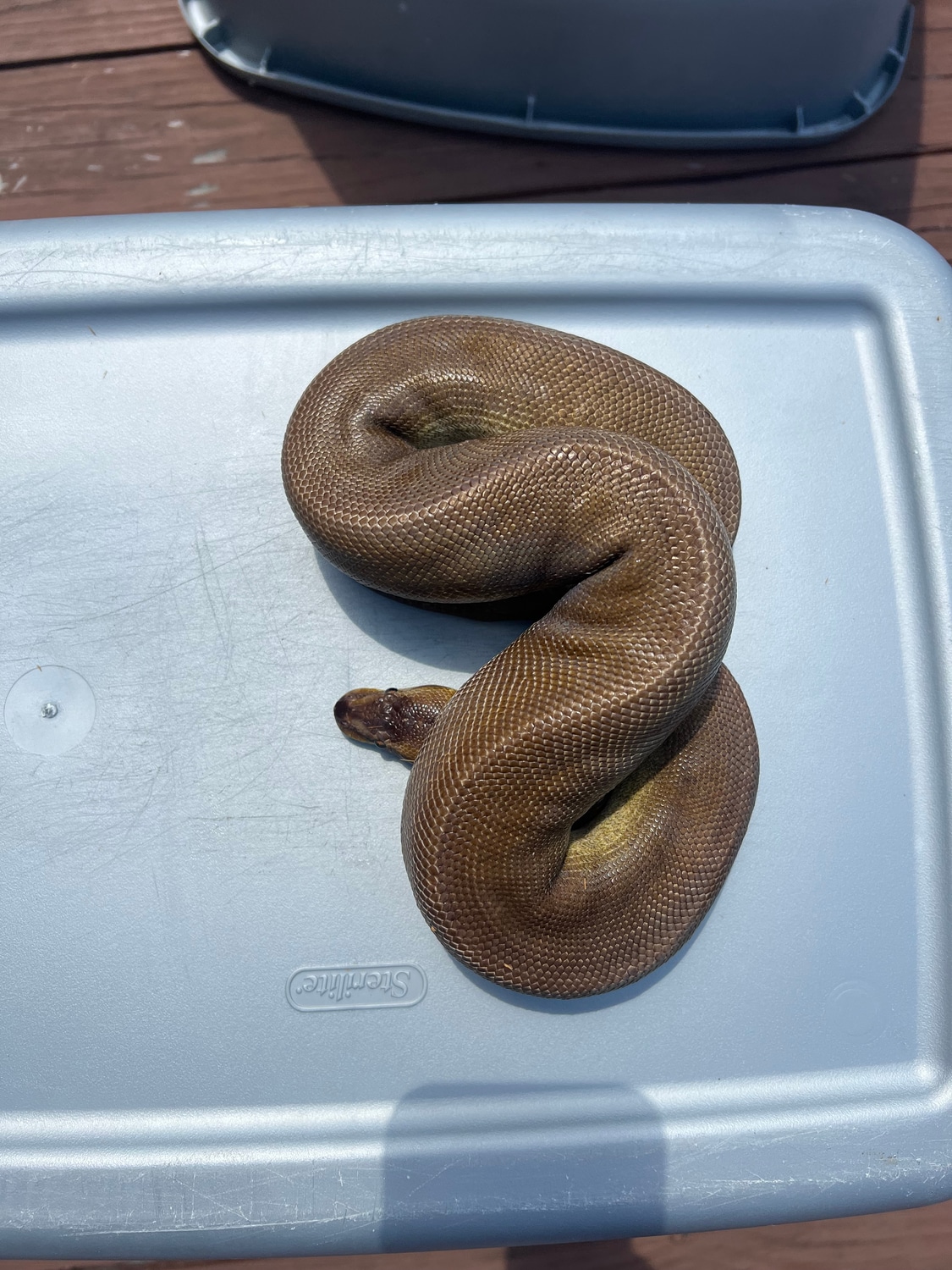 Pastel Suma !! 894g !! Ball Python by Contrado’s Big Balls - MorphMarket