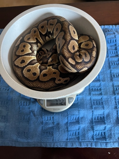 Pewter Het Red Axanthic 791g. Free Shipping !! Ball Python by Contrado ...