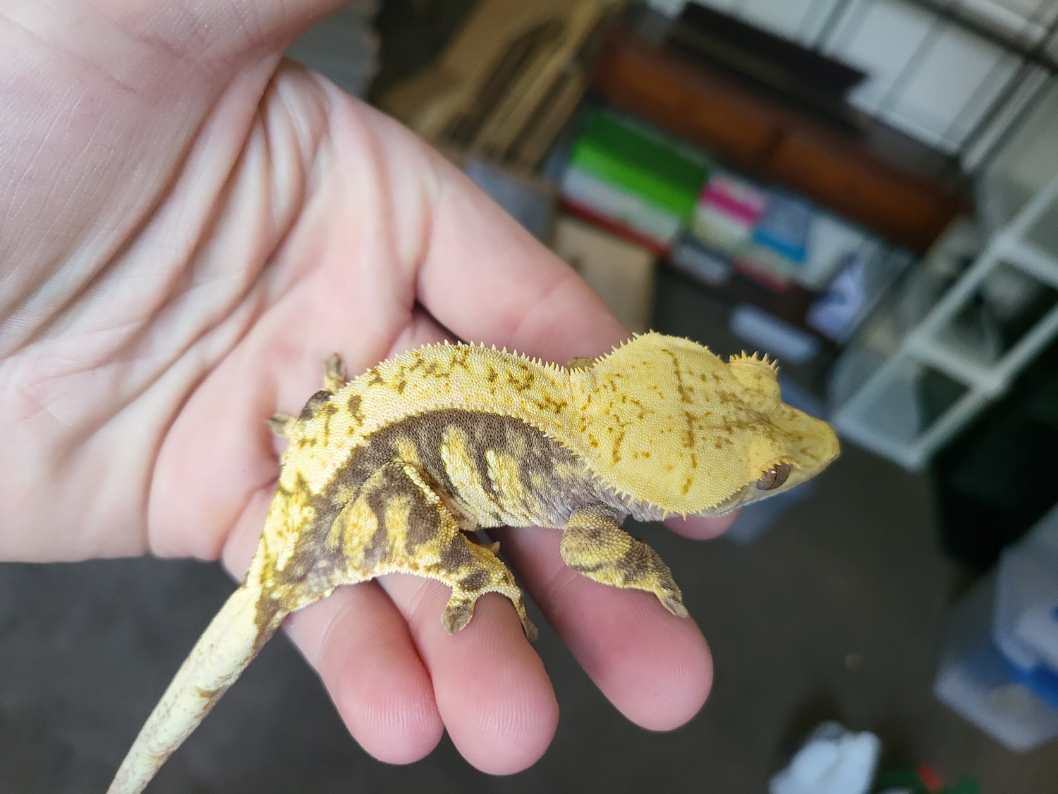Yellow Lavender Tri Color. Female Crested Gecko by Contrasting Cresties ...