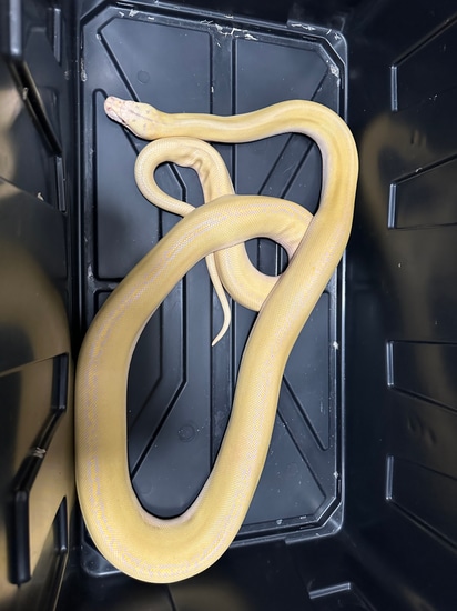 Lav Albino Platinum Motley Golden Child Reticulated Python by Convicted ...