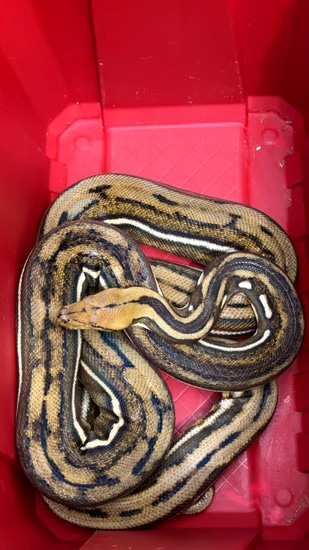 Phantom Tiger DH Purple, Ben Renick Reticulated Python by Convicted ...