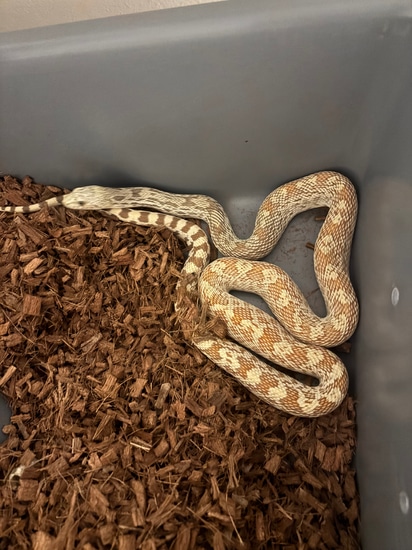 Male Hypo Het Albino, Ax Patternless, White Sided Bullsnake by ...