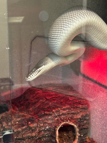 Southern White Lip White-Lipped Python by Convicted Reptiles