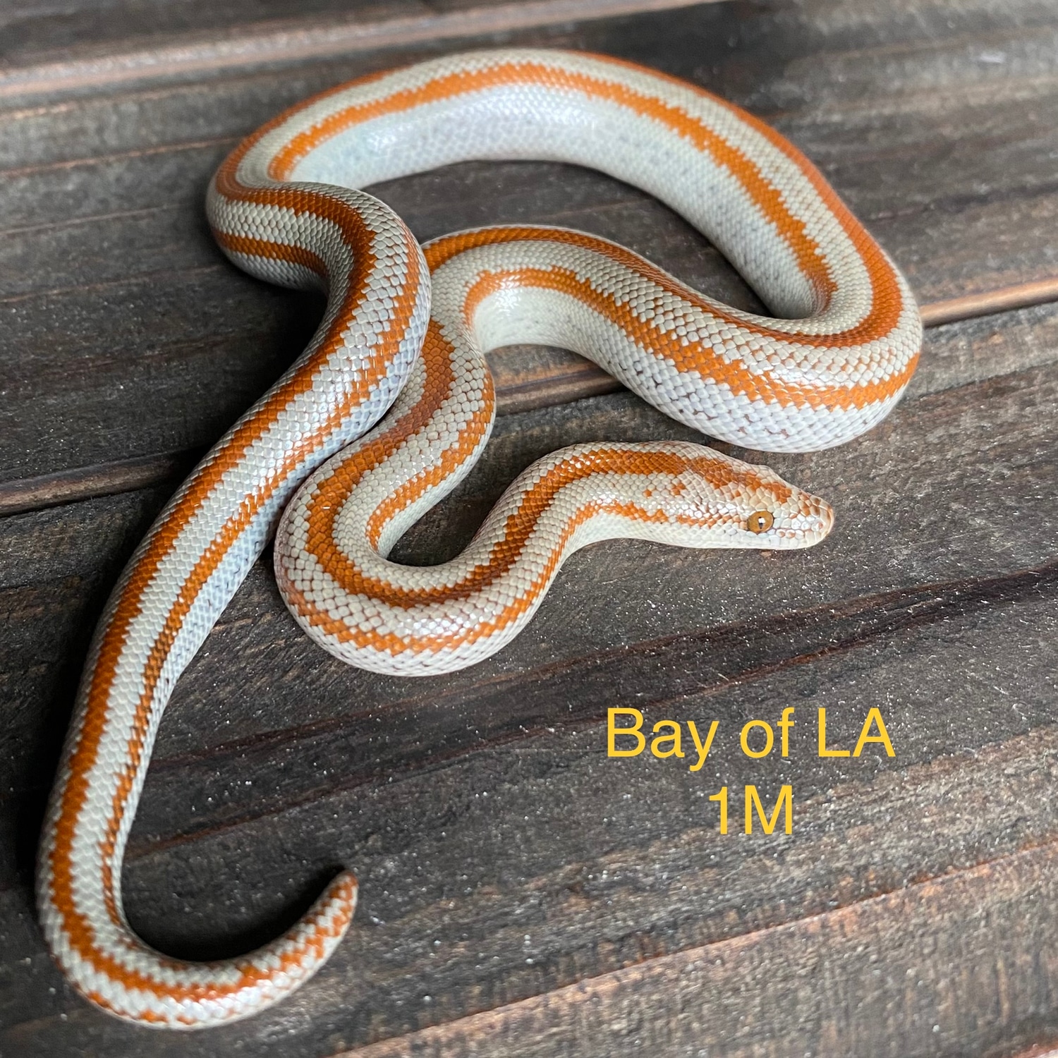 Bay Of LA Rosy Boa by Conviction Reptiles - MorphMarket