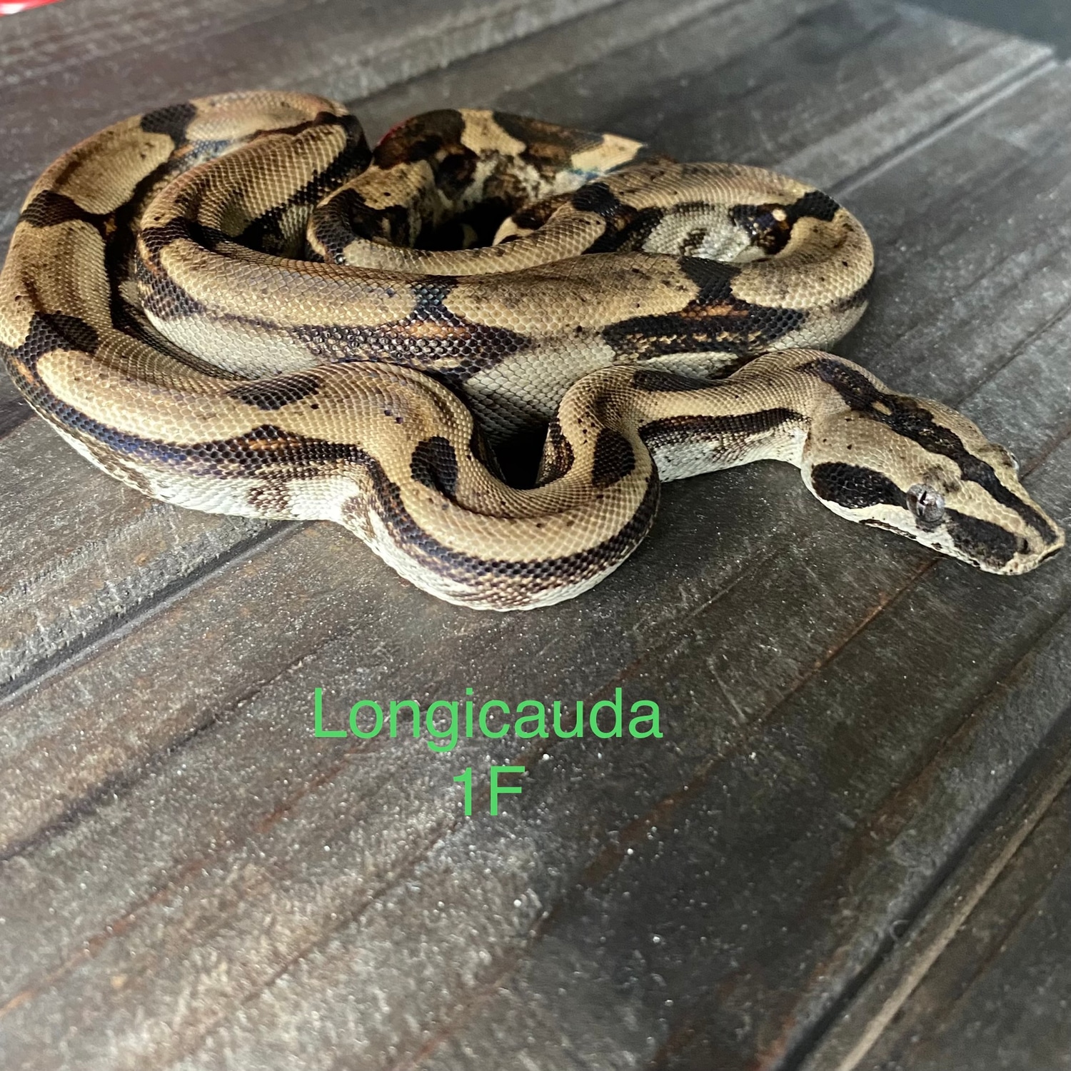 Longicauda Boa Boa Constrictor by Conviction Reptiles - MorphMarket