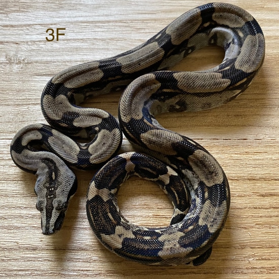 Pure Longicauda Boa Peruvian Long-Tailed Boa Constrictor by Conviction ...