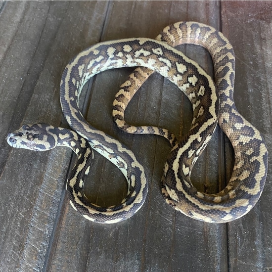 Darwin Python Darwin Carpet Python by Conviction Reptiles