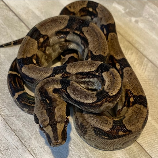 Longicauda Peruvian Long-Tailed Boa Constrictor by Conviction Reptiles