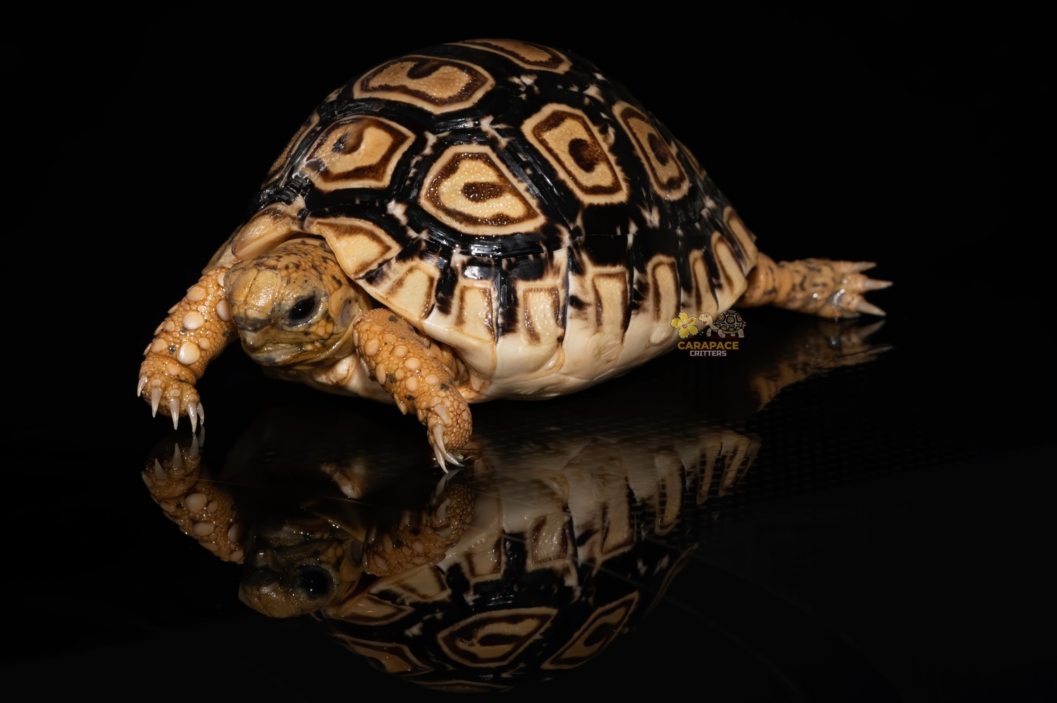 Hatchling (Babcocki) Leopard Tortoise by Carapace Critters - MorphMarket