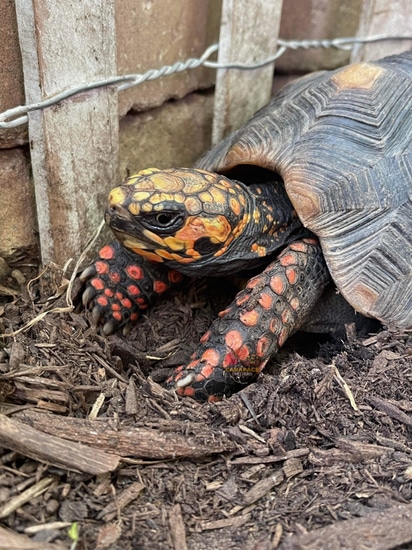 Venezulan Red-footed Tortoise Red-Footed Tortoise by Carapace Critters