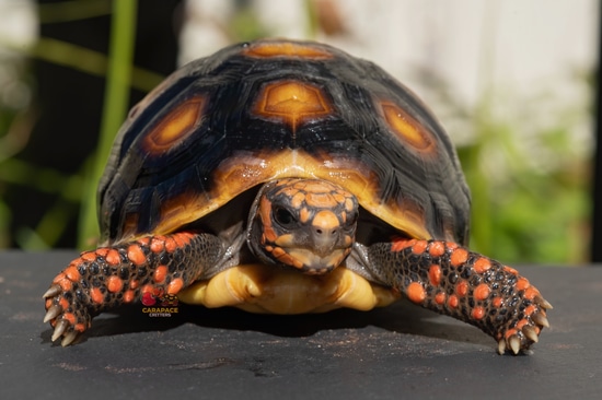 Last One - 9 Month Old 100% Het Hypo Redfoot *Price Includes Shipping ...