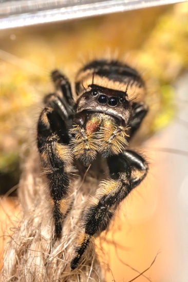 Canopy Jumping Spider - Phidippus Otiosus by Carapace Critters