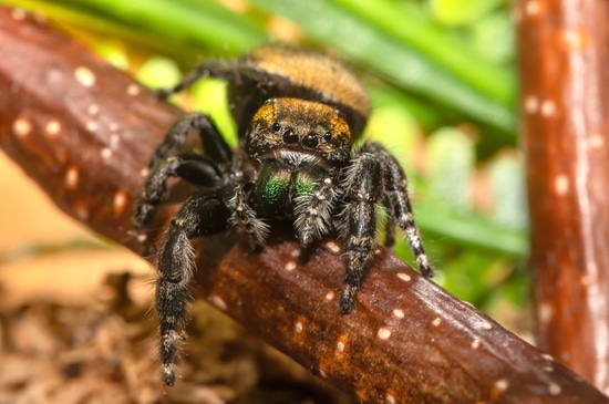 Apache Jumping Spider (Phidippus Apacheanus) by Carapace Critters