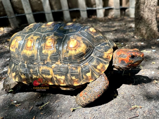 Brazilian Cherryhead Red-Footed Tortoise by Carapace Critters
