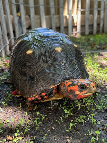 Venezuelan Red-footed Tortoise Red-Footed Tortoise by Carapace Critters