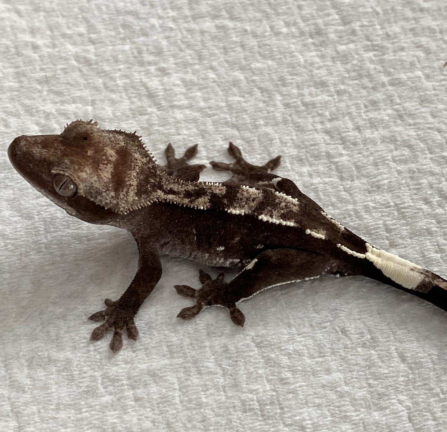 Pv Axanthic Crested Gecko by Cool, Calm, and Crested - MorphMarket