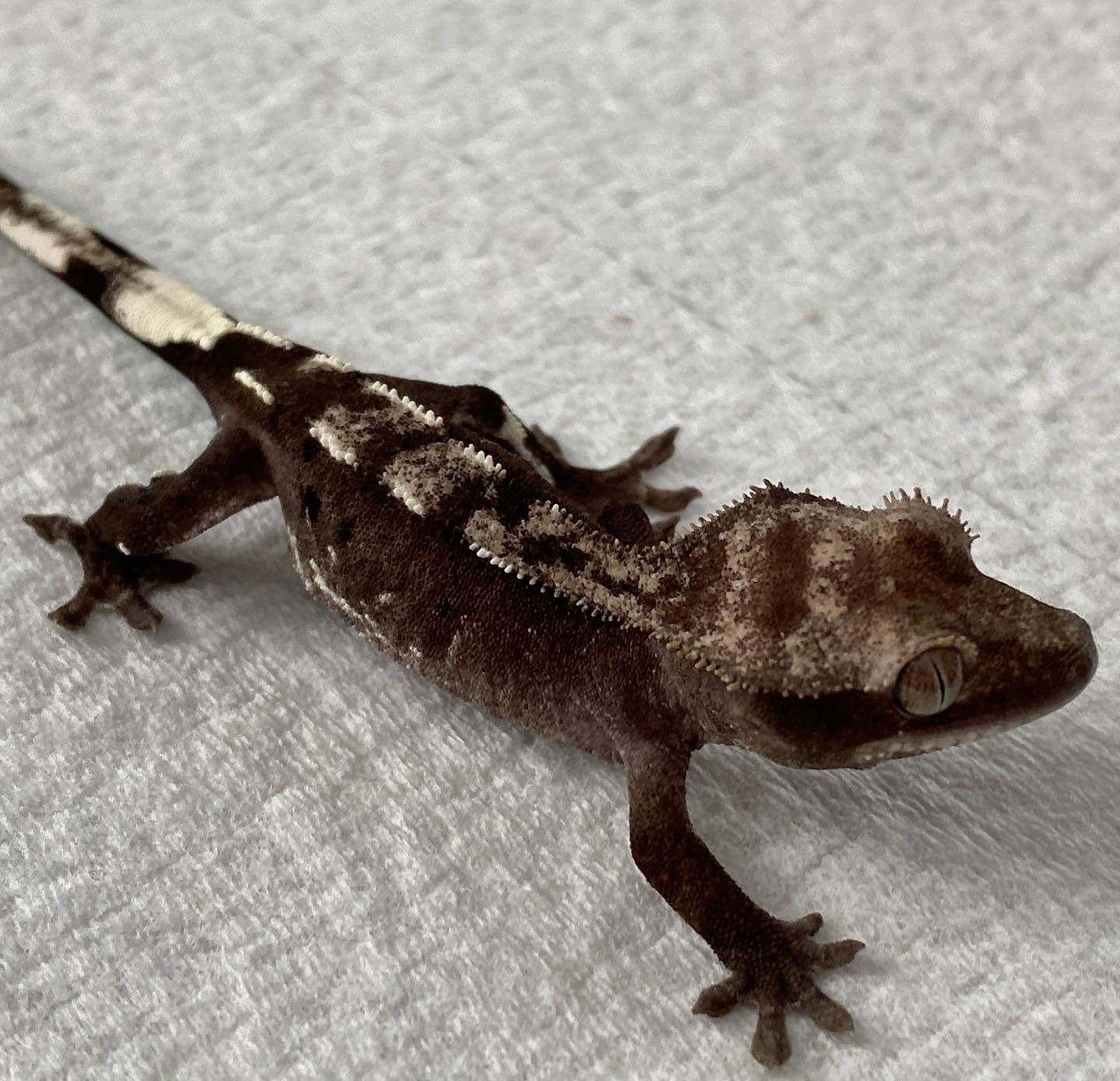 Pv Axanthic Crested Gecko by Cool, Calm, and Crested - MorphMarket