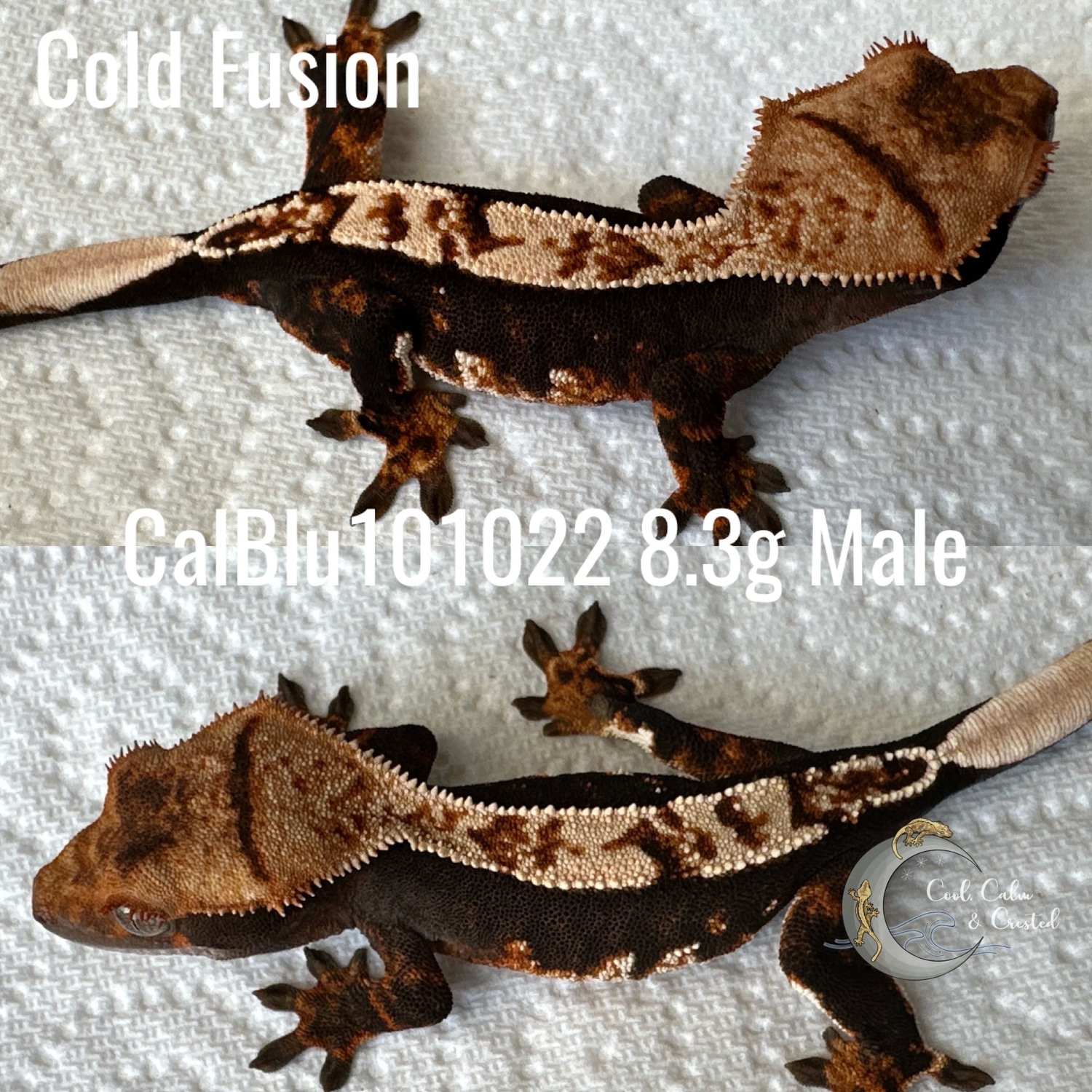Cold Fusion Male Crested Gecko by Cool, Calm, and Crested - MorphMarket