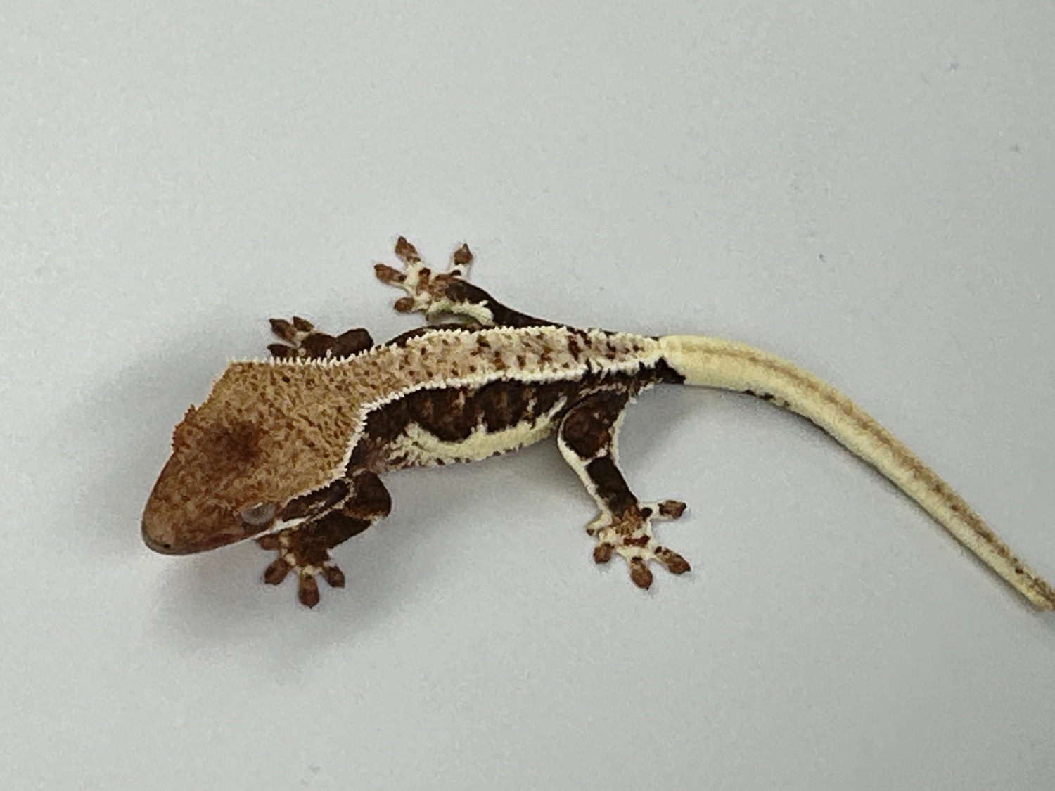 Dark Based Lily White Crested Gecko by Cool, Calm, and Crested ...