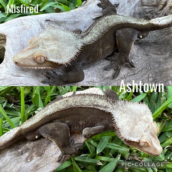 Dark Charcoal Phantom Crested Gecko by Cool, Calm, and Crested