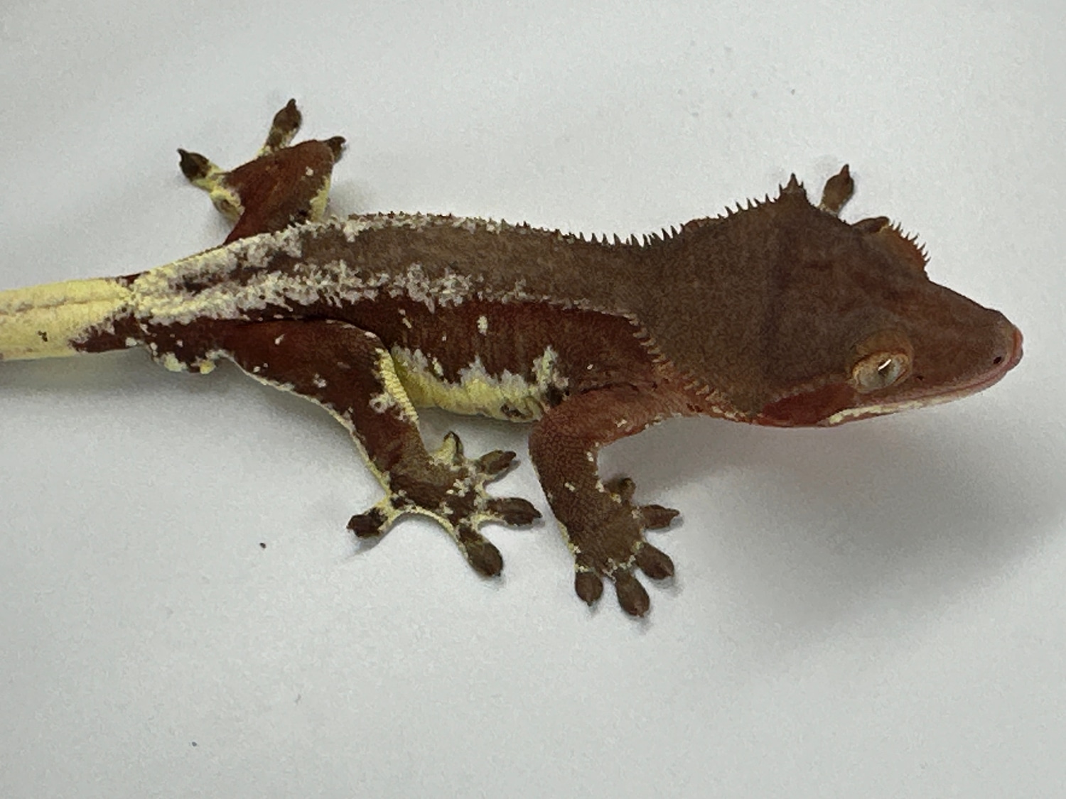 Red Phantom Lily Crested Gecko by Cool, Calm, and Crested - MorphMarket