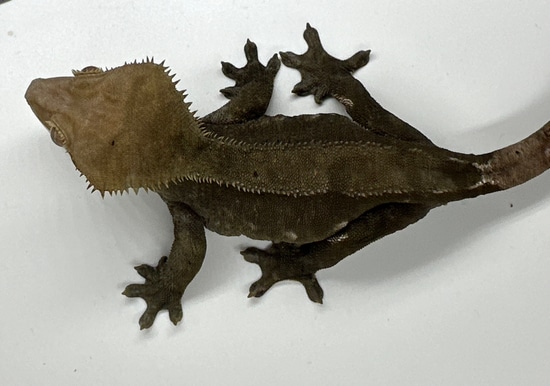 Visual Axanthic FEMALE RTB Crested Gecko by Cool, Calm, and Crested