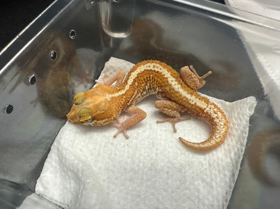 Amel Striped Pictus Paroedura More Gecko by Cool, Calm, and Crested