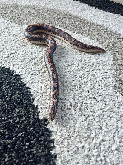 Normal Kenyan Sand Boa by Reptiles on the Move