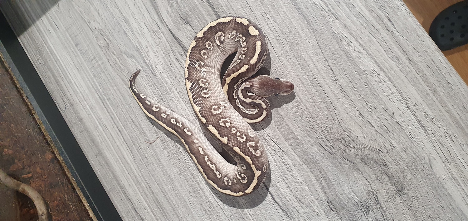 Super Phantom Ball Python by Cooper-Belles-Morphs - MorphMarket