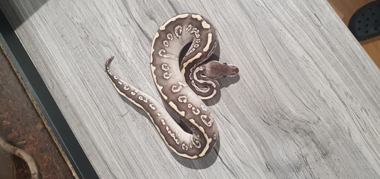 Super Phantom Ball Python by Cooper-Belles-Morphs