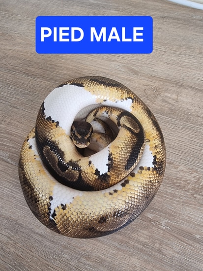 Pied Male Ball Python by Cooper-Belles-Morphs