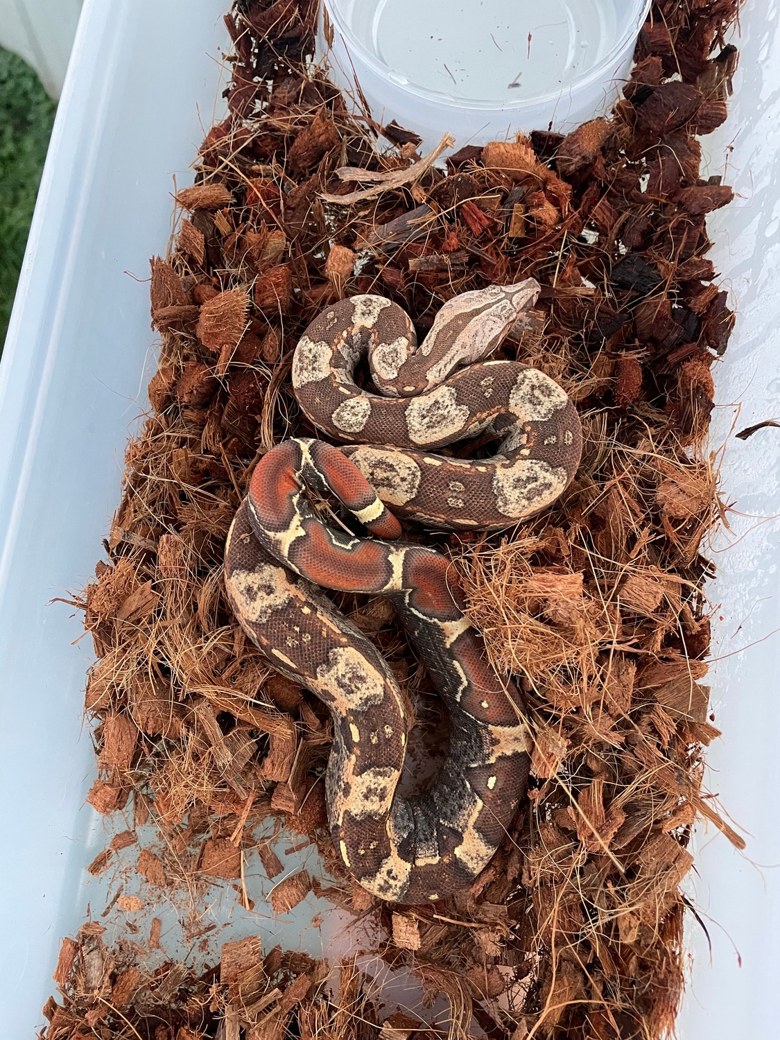 Img Vpi Male Boa Constrictor by Joe’s boas - MorphMarket