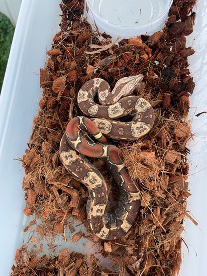 Img Vpi Male Boa Constrictor by Joe’s boas - MorphMarket