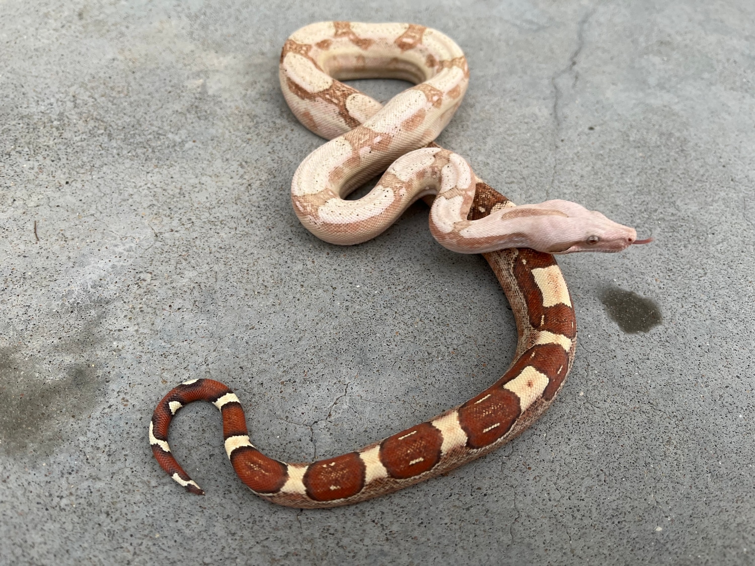 Redrum VPI Fire Boa Constrictor by Coop’s Constrictors - MorphMarket