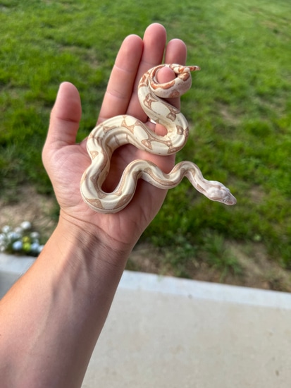 VPI Key West Labyrinth Boa Constrictor by Coop’s Constrictors