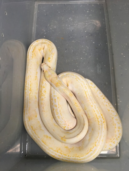 Albino Pied Reticulated Python by Cooper Reptiles